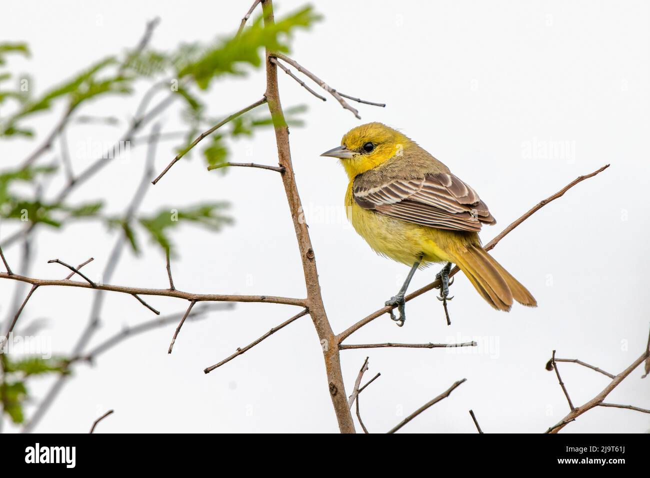 Northern baltimore oriole hi-res stock photography and images - Alamy