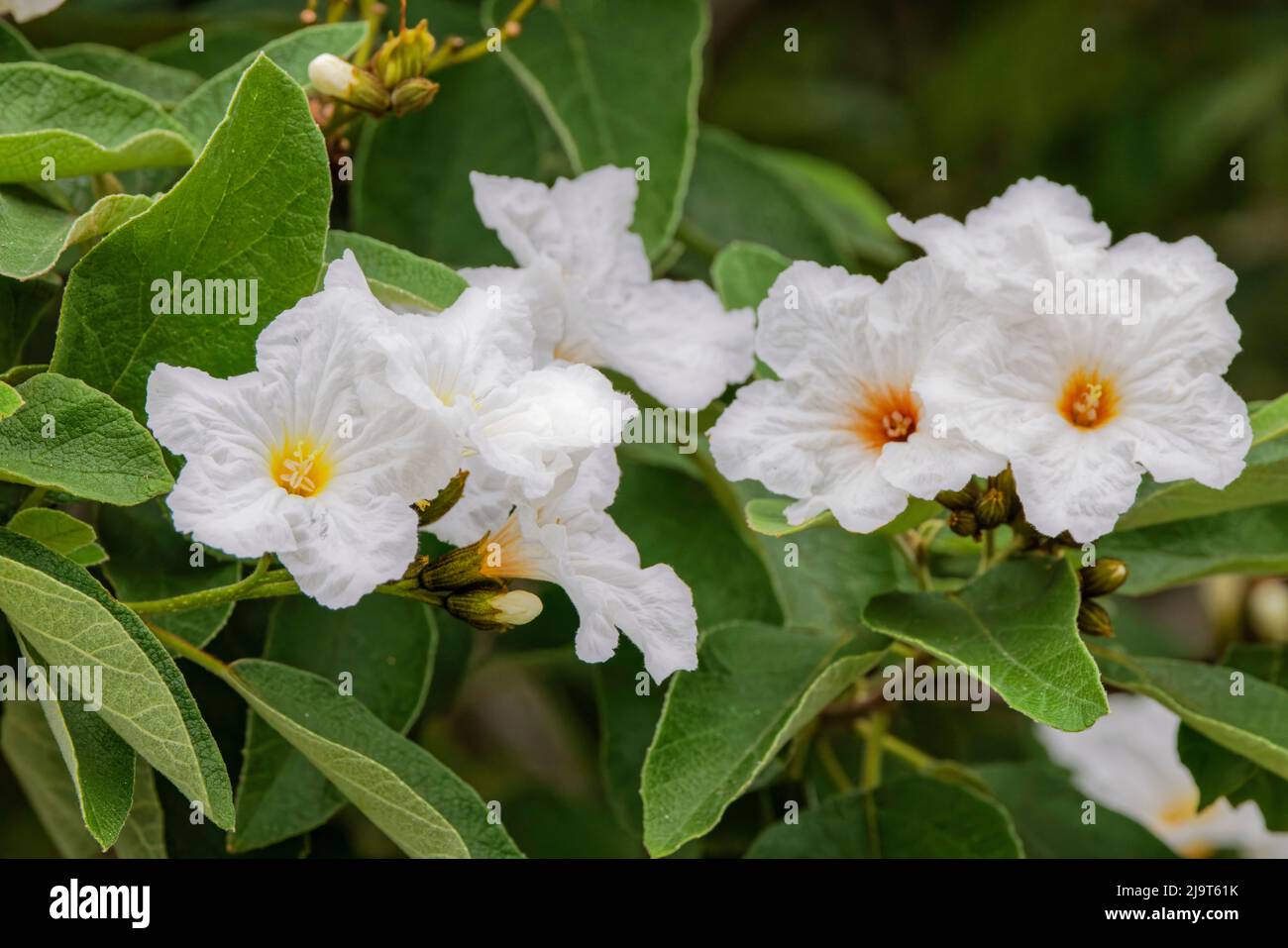 Flowering texas olive hi-res stock photography and images - Alamy