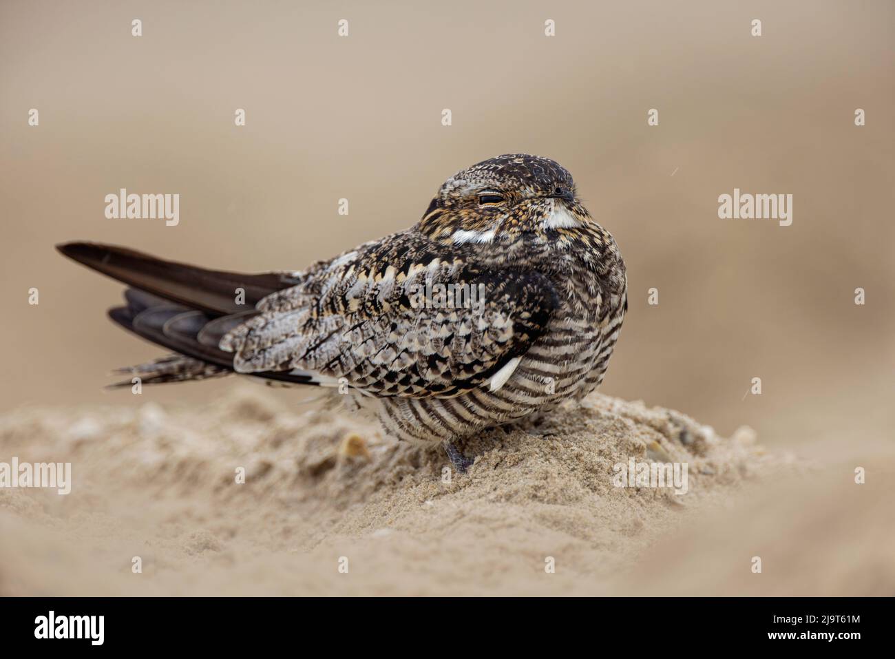 Least nighthawk resting on sandy beach, South Padre Island, Texas Stock ...