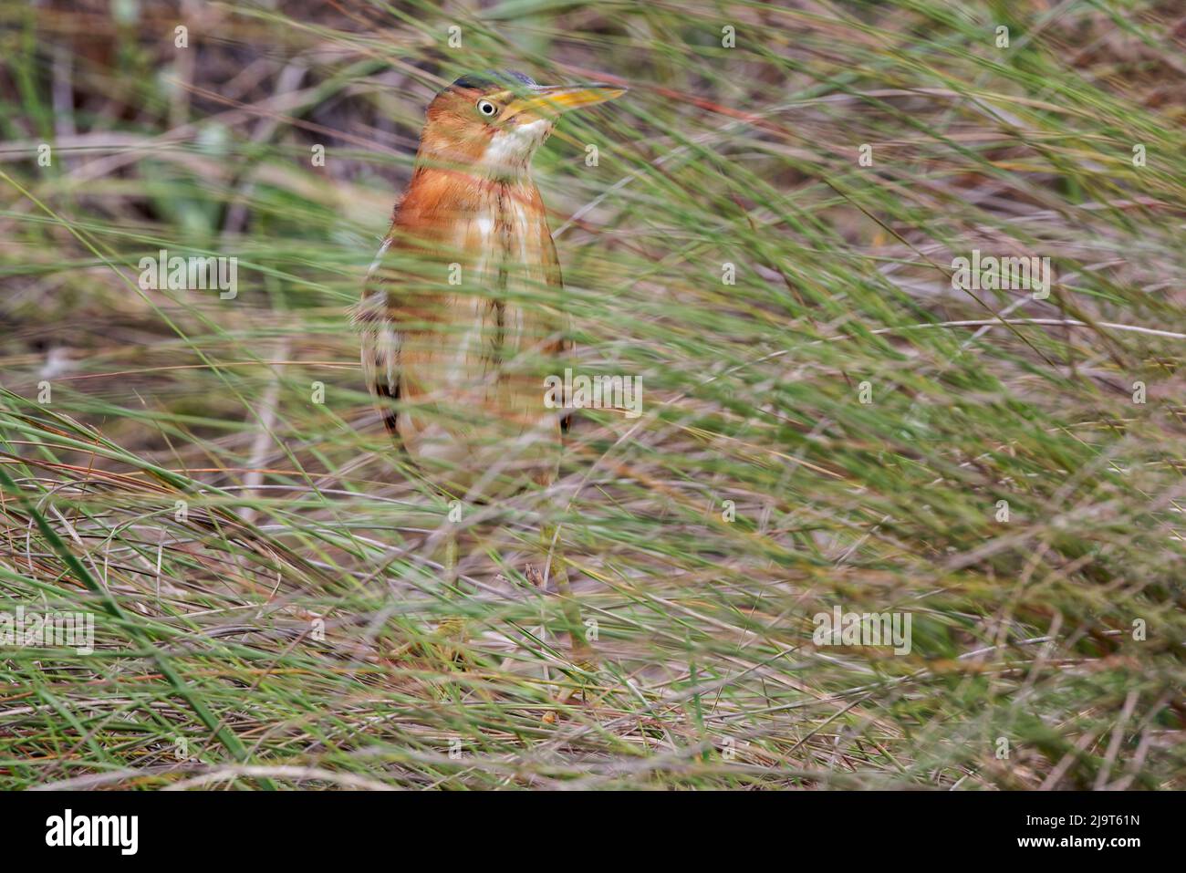 South padre island texas marsh wetland hi-res stock photography and ...
