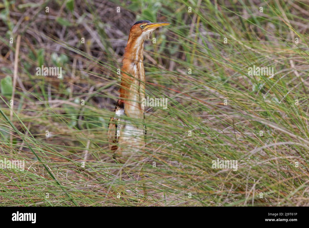 South padre island texas marsh wetland hi-res stock photography and ...