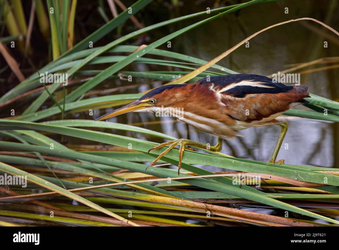 South padre island texas marsh wetland hi-res stock photography and ...