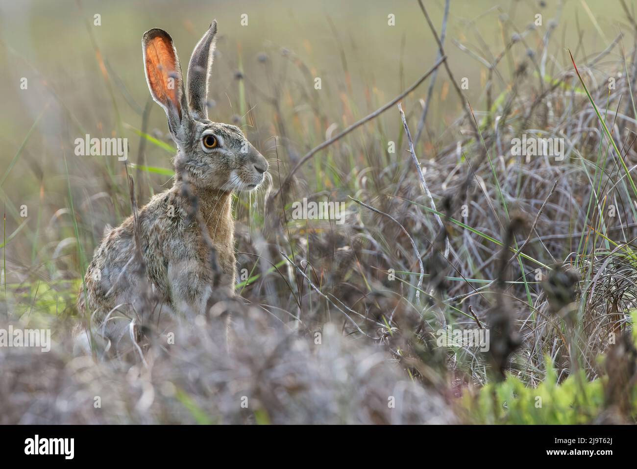 Black tailed jackrabbit texas hi-res stock photography and images - Alamy