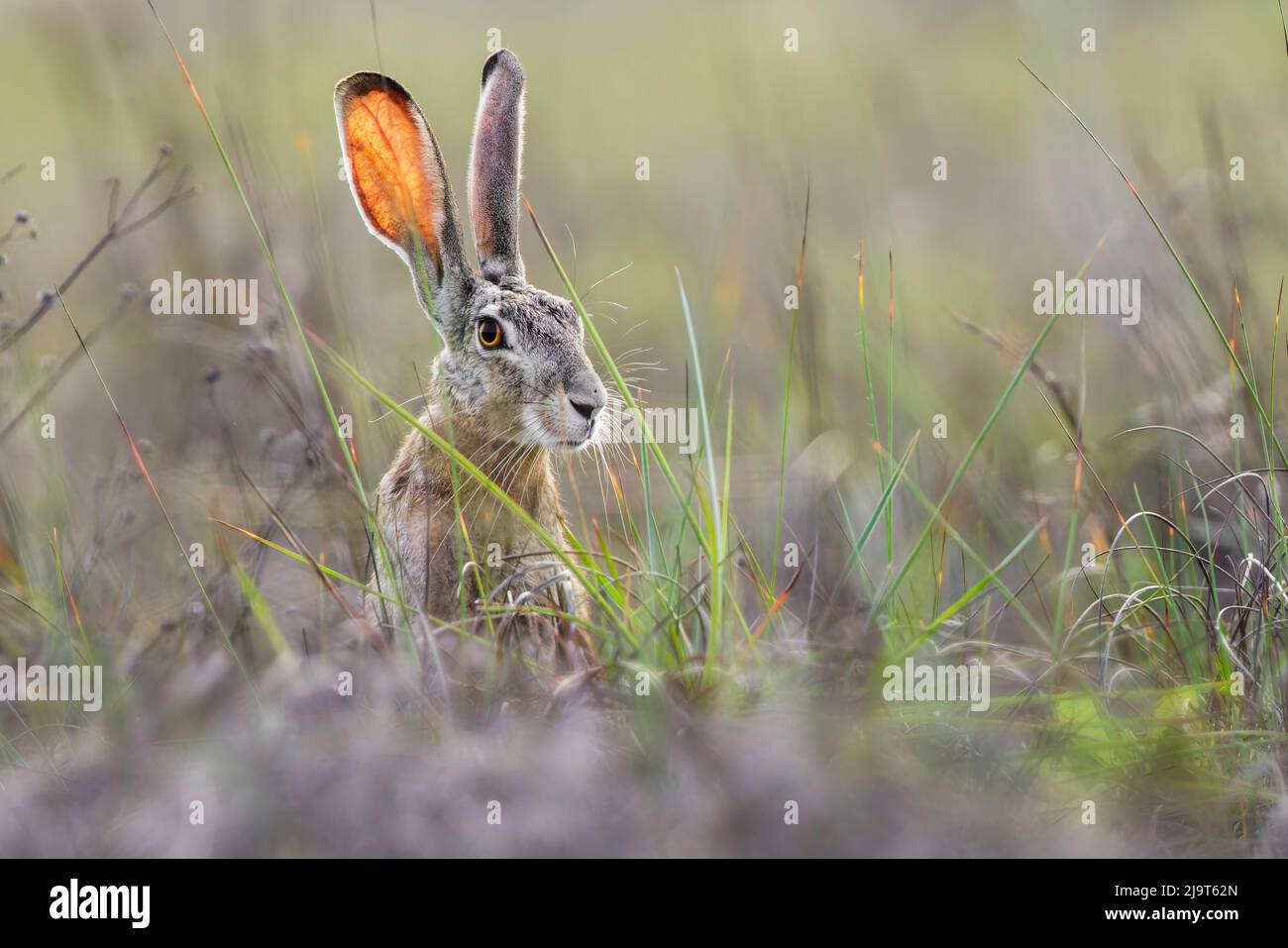 Black-tailed jackrabbit, South Padre Island, Texas Stock Photo - Alamy