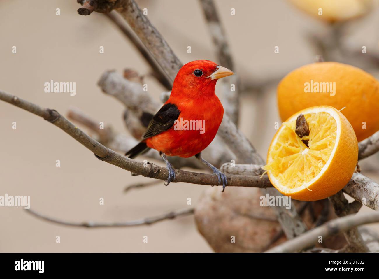 Scarlet tanager feeding on oranges, South Padre Island, Texas Stock ...