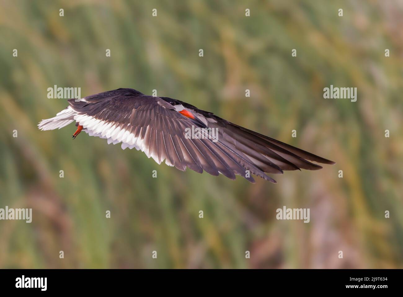 Black skimmer flying, South Padre Island, Texas Stock Photo - Alamy