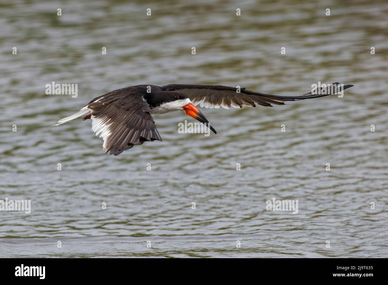 Black skimmer flying, South Padre Island, Texas Stock Photo - Alamy