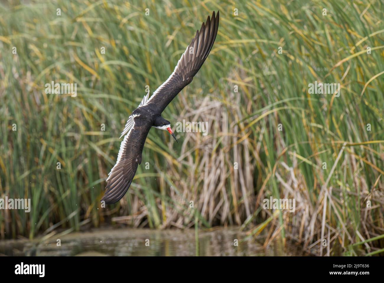 Black skimmer flying, South Padre Island, Texas Stock Photo - Alamy