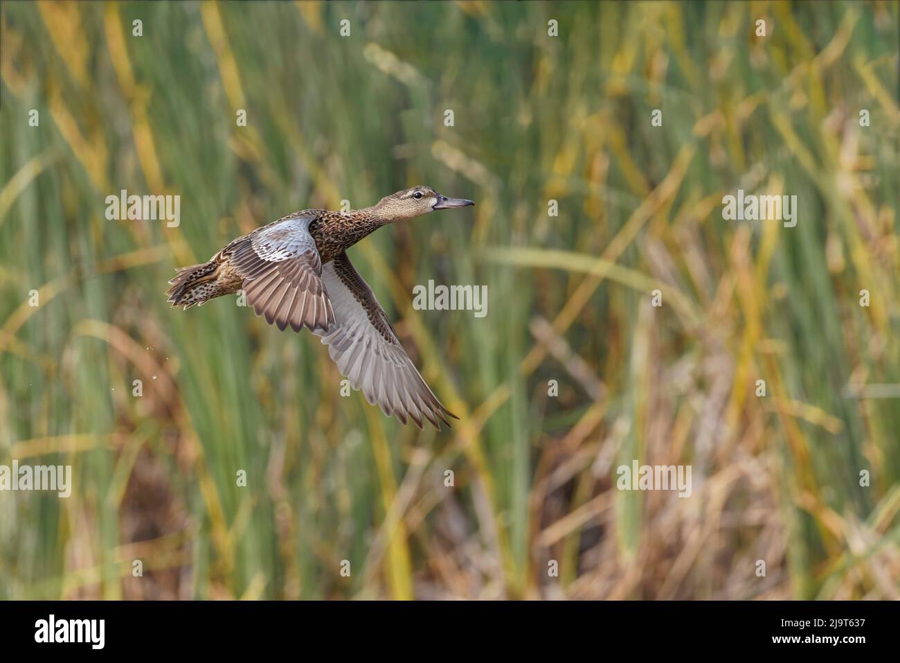 Female Blue-winged teal flying, South Padre Island, Texas Stock Photo ...