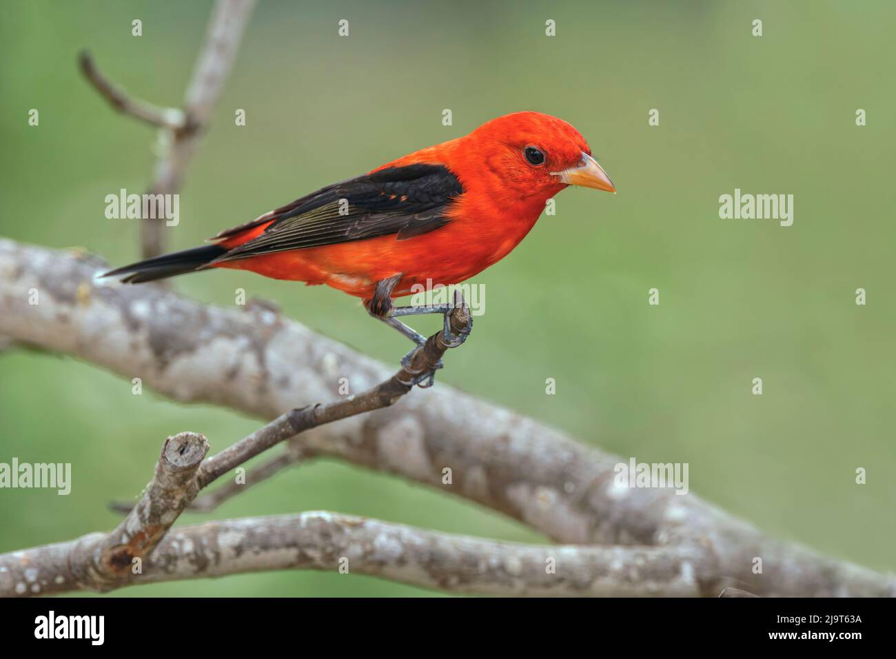 Scarlet tanager, Rio Grande Valley, Texas Stock Photo - Alamy