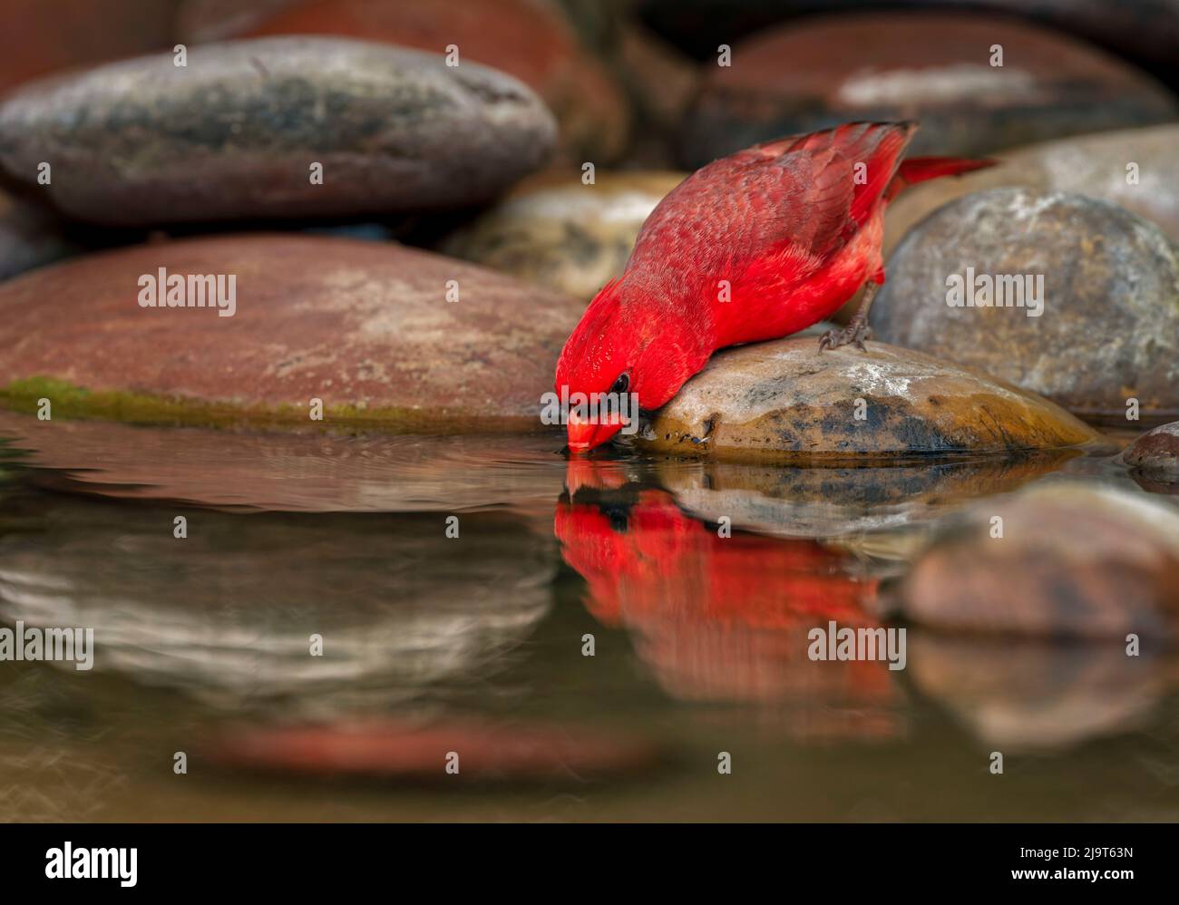 Desert cardinal texas hi-res stock photography and images - Alamy