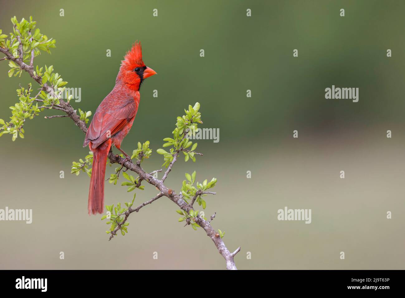 Male Northern Cardinal. Rio Grande Valley, Texas Stock Photo - Alamy