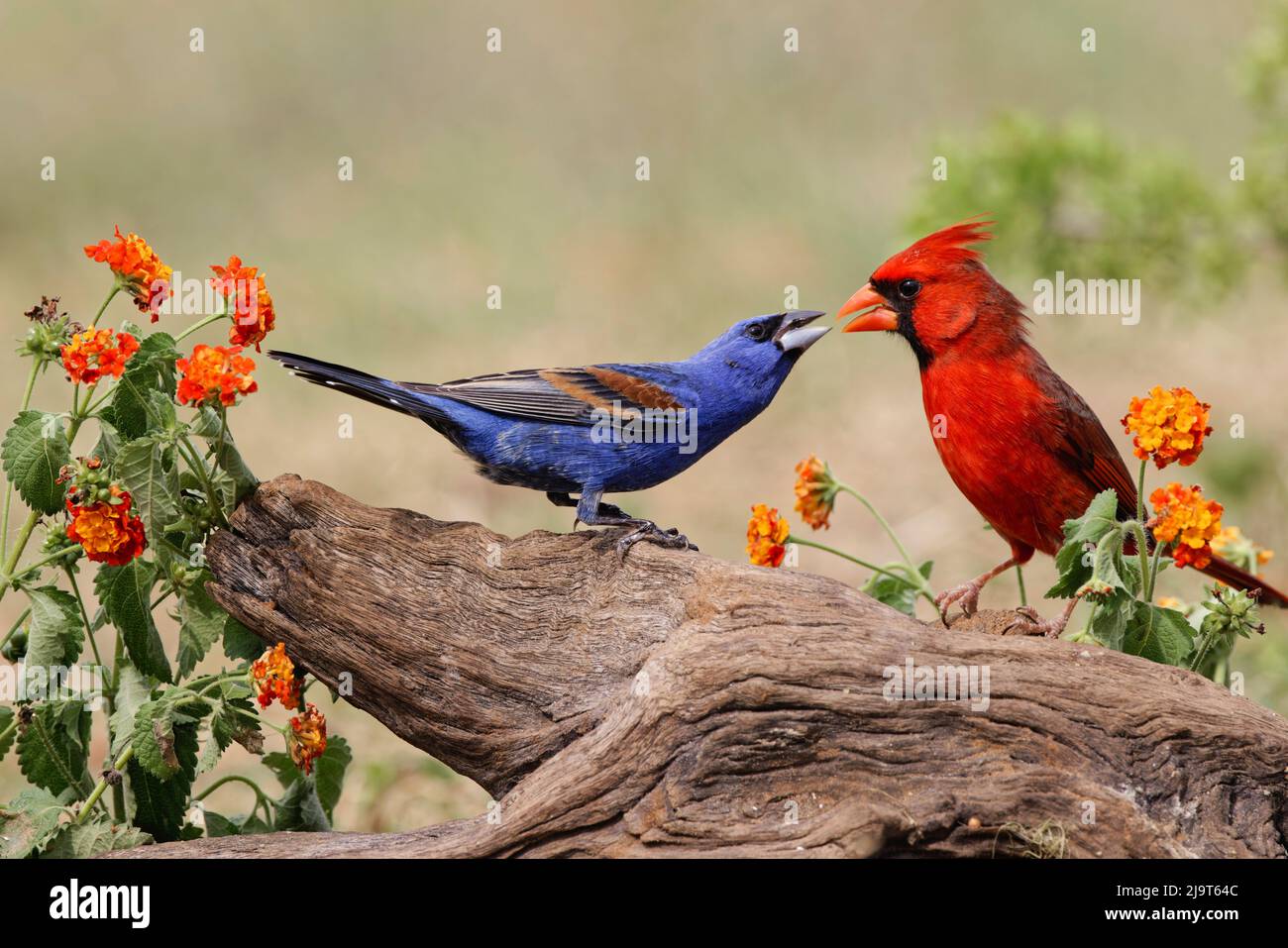Blue grosbeak and male Northern cardinal fighting. Rio Grande Valley ...