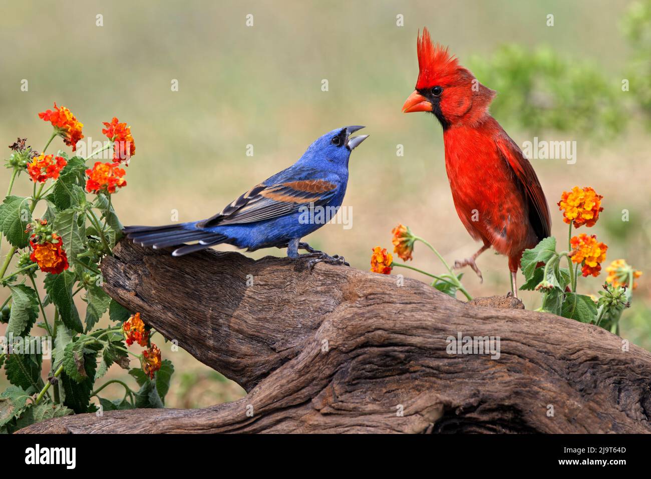 Blue grosbeak and male Northern cardinal fighting. Rio Grande Valley ...