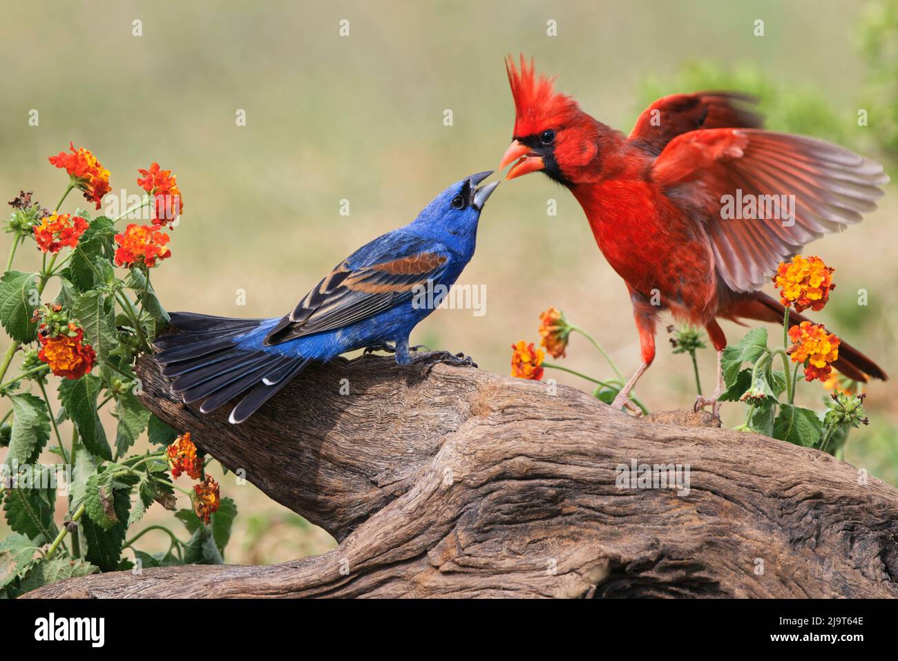 Blue grosbeak and male Northern cardinal fighting. Rio Grande Valley ...
