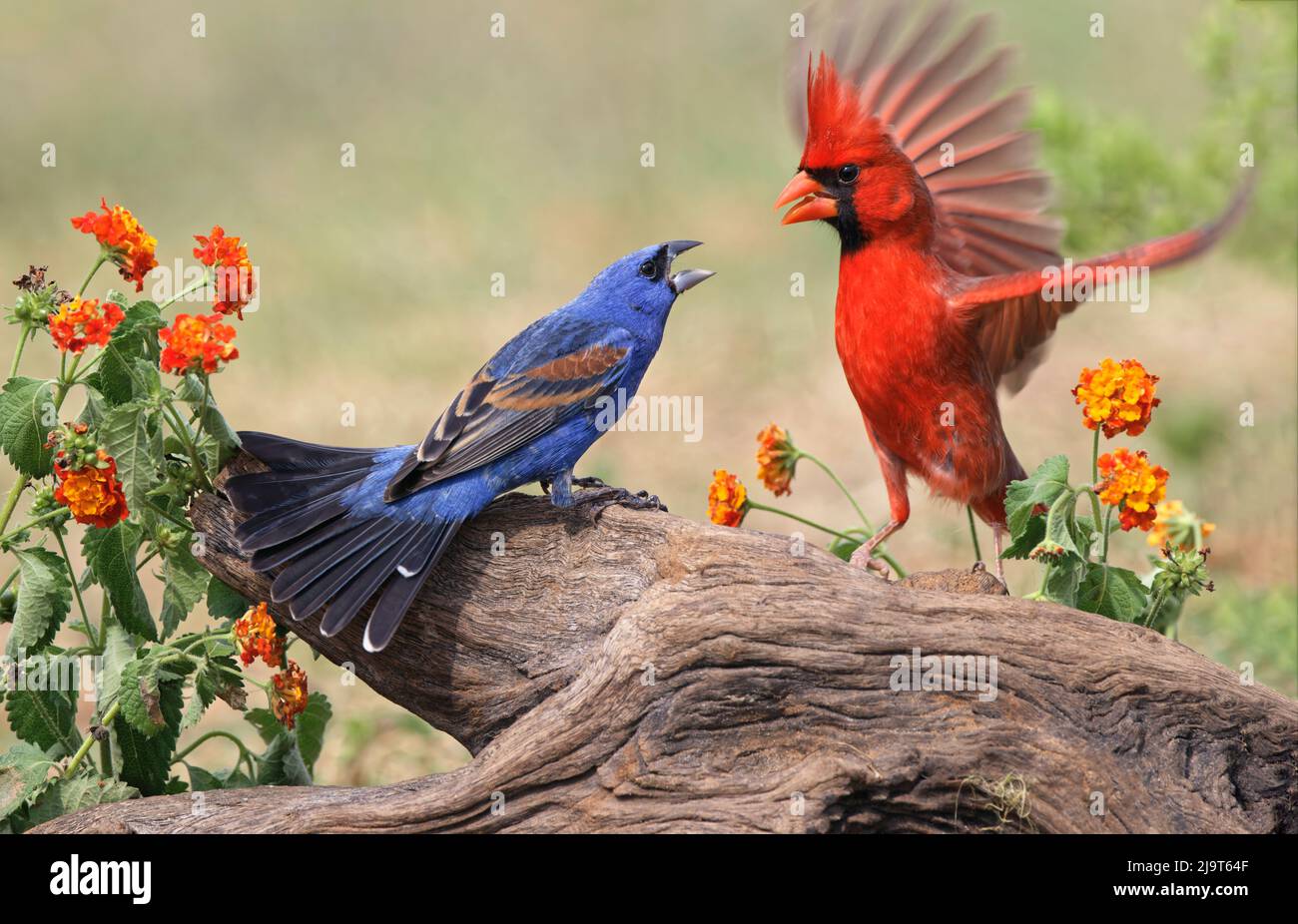 Northern cardinal fighting hi-res stock photography and images - Alamy