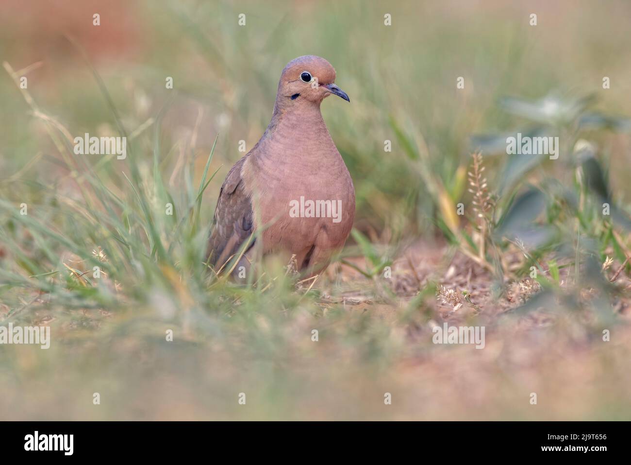 Ruddy ground dove, Rio Grande Valley, Texas Stock Photo - Alamy