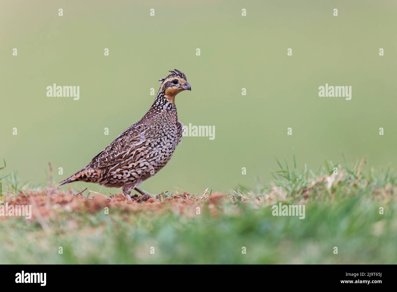 Bobwhite quail female hi-res stock photography and images - Alamy