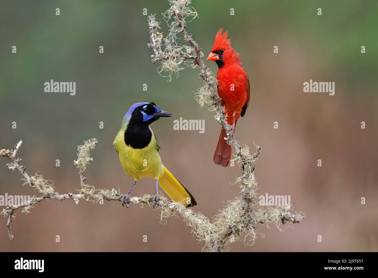 Male Northern Cardinal. Rio Grande Valley, Texas Stock Photo - Alamy