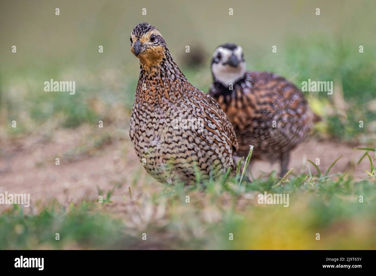 Bobwhite quail female hi-res stock photography and images - Alamy