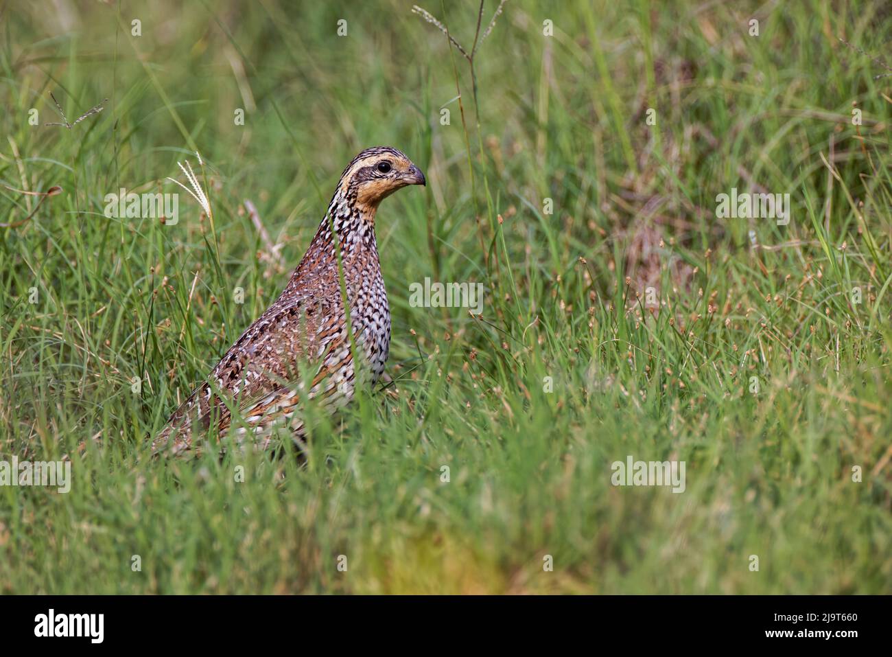 Female bobwhite quail hi-res stock photography and images - Alamy