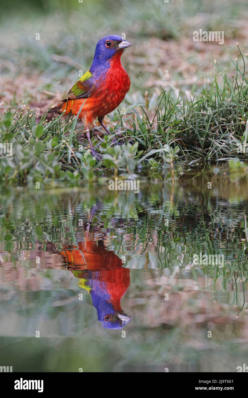 Male Painted bunting and reflection in small pond. Rio Grande Valley ...