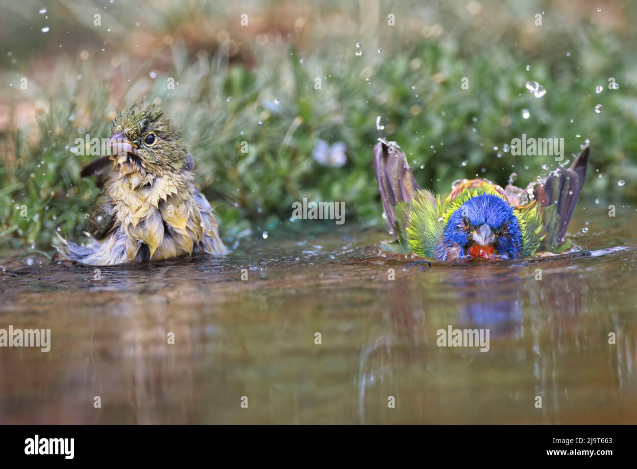 Male and female Painted buntings bathing in small pond in the desert ...