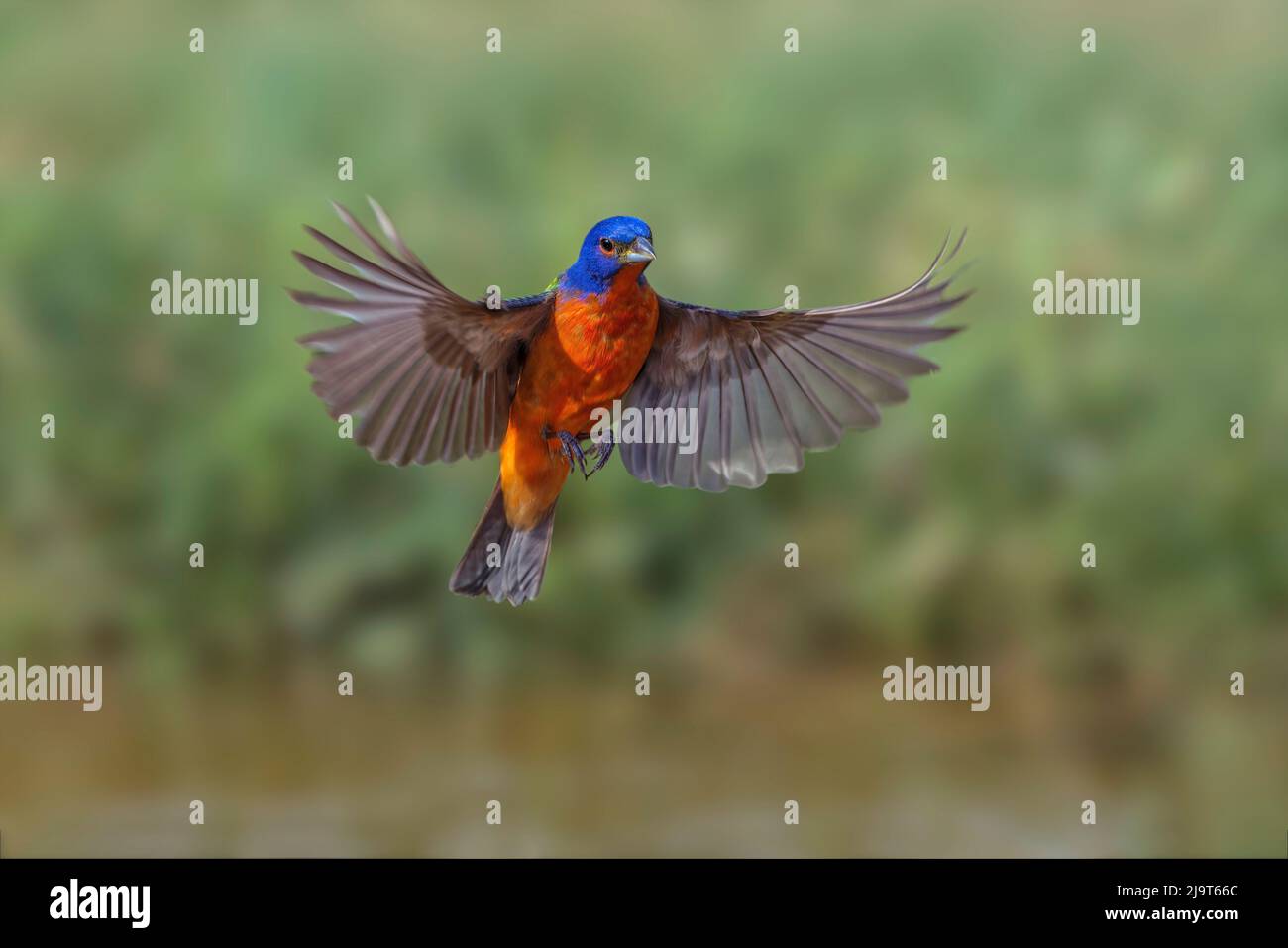 Painted Bunting Flying