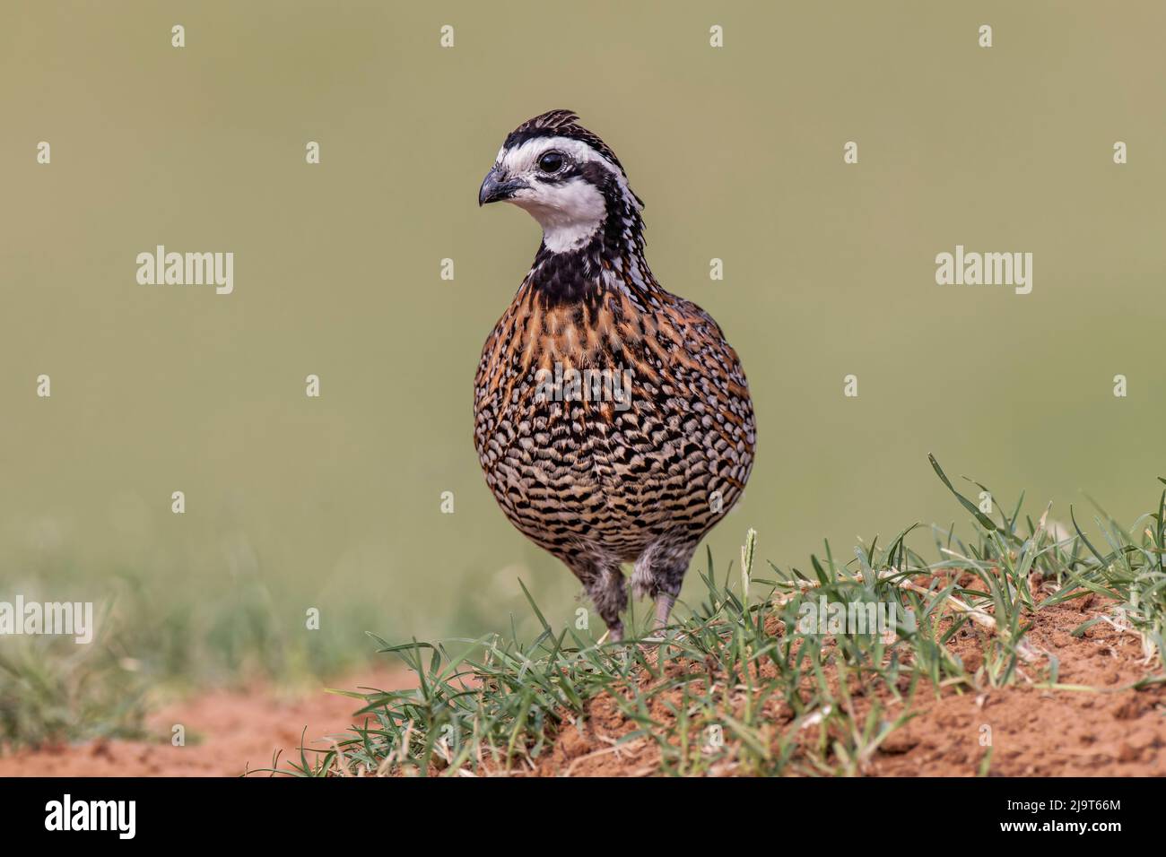 Male bobwhite hi-res stock photography and images - Alamy