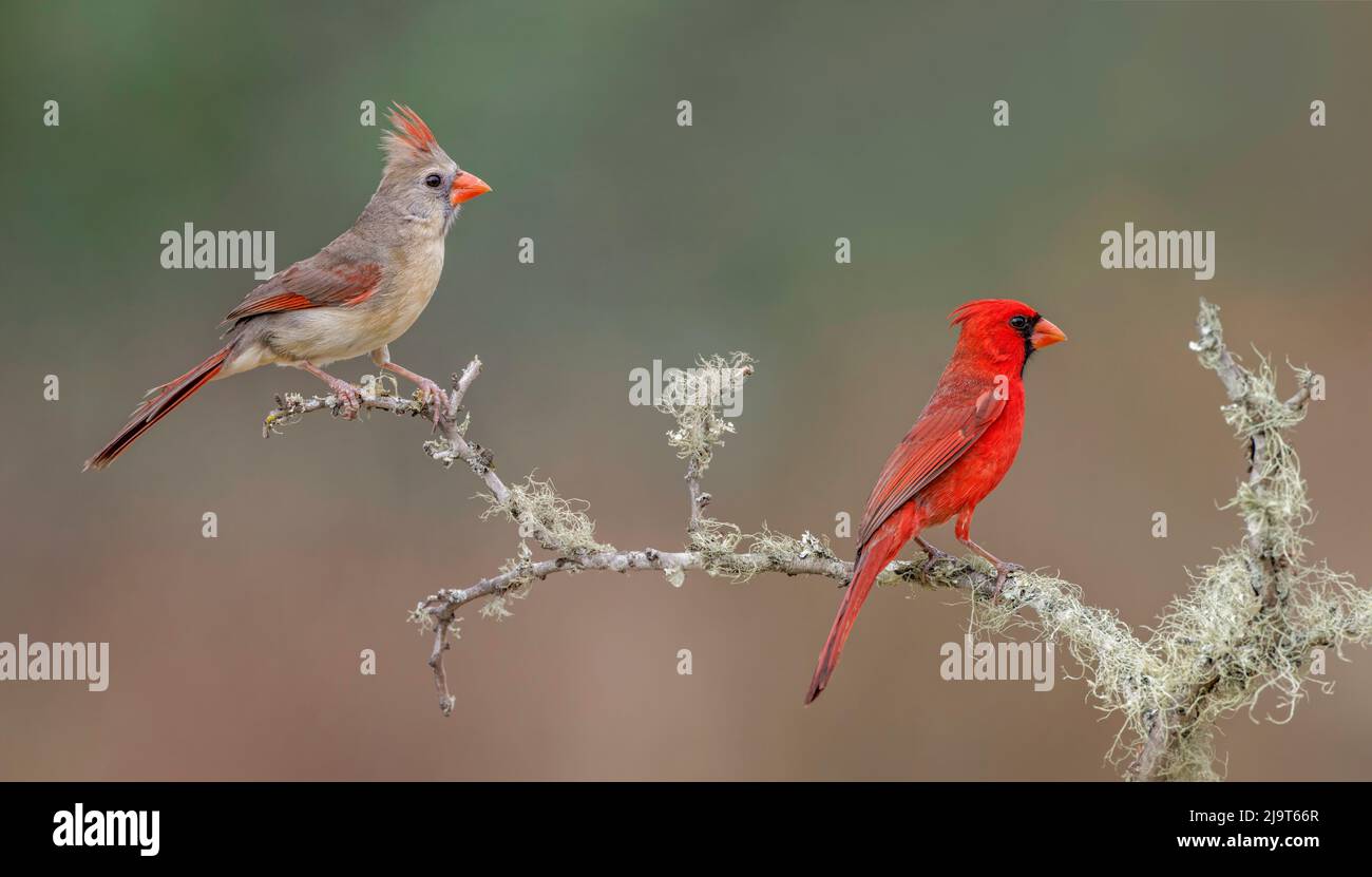 Male and female cardinals hi-res stock photography and images - Alamy