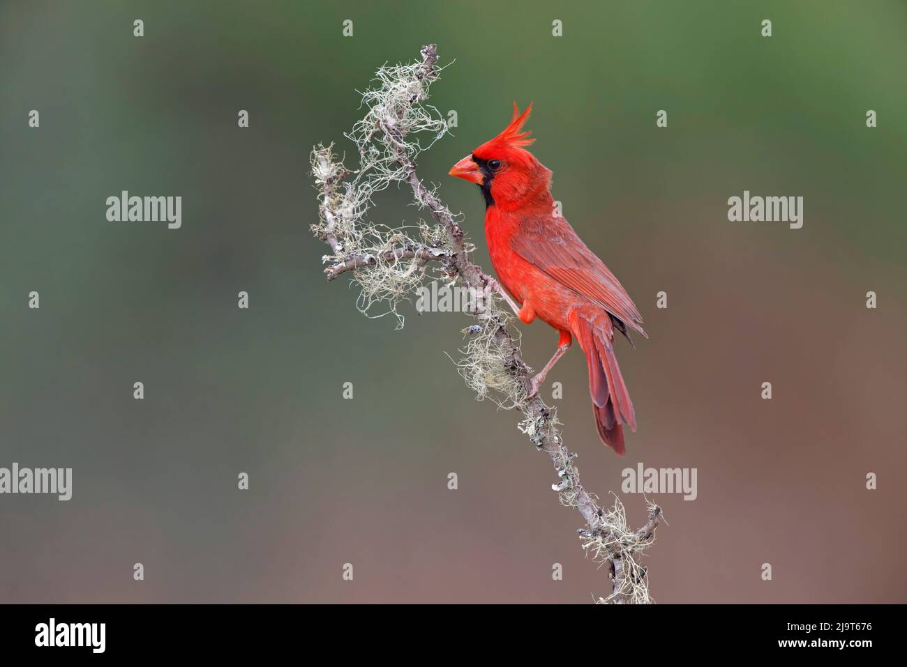 Male Northern Cardinal. Rio Grande Valley, Texas Stock Photo - Alamy