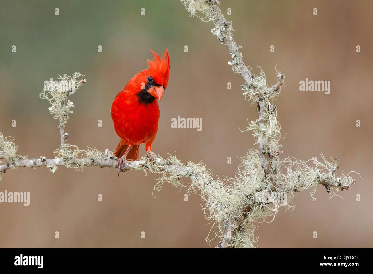 Male Northern Cardinal. Rio Grande Valley, Texas Stock Photo - Alamy