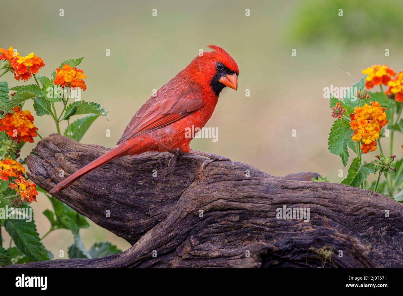Male cardinal and flowers, Rio Grande Valley, Texas Stock Photo - Alamy