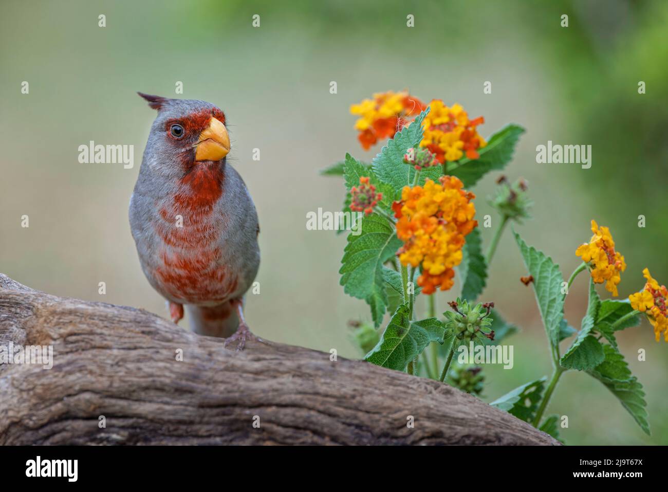 Pyrrhuloxia, Rio Grande Valley, Texas Stock Photo - Alamy