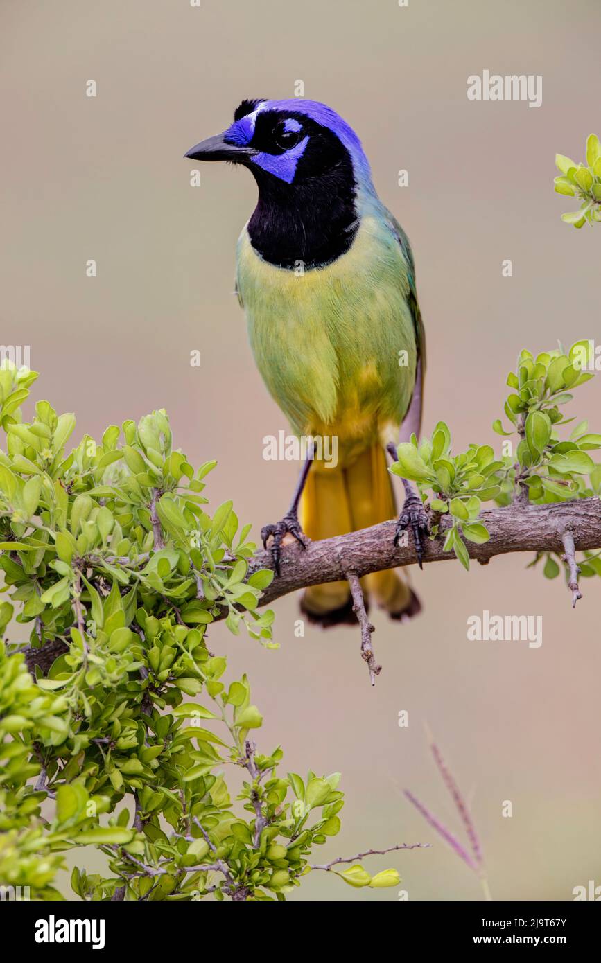 Green jay. Rio Grande Valley, Texas Stock Photo - Alamy