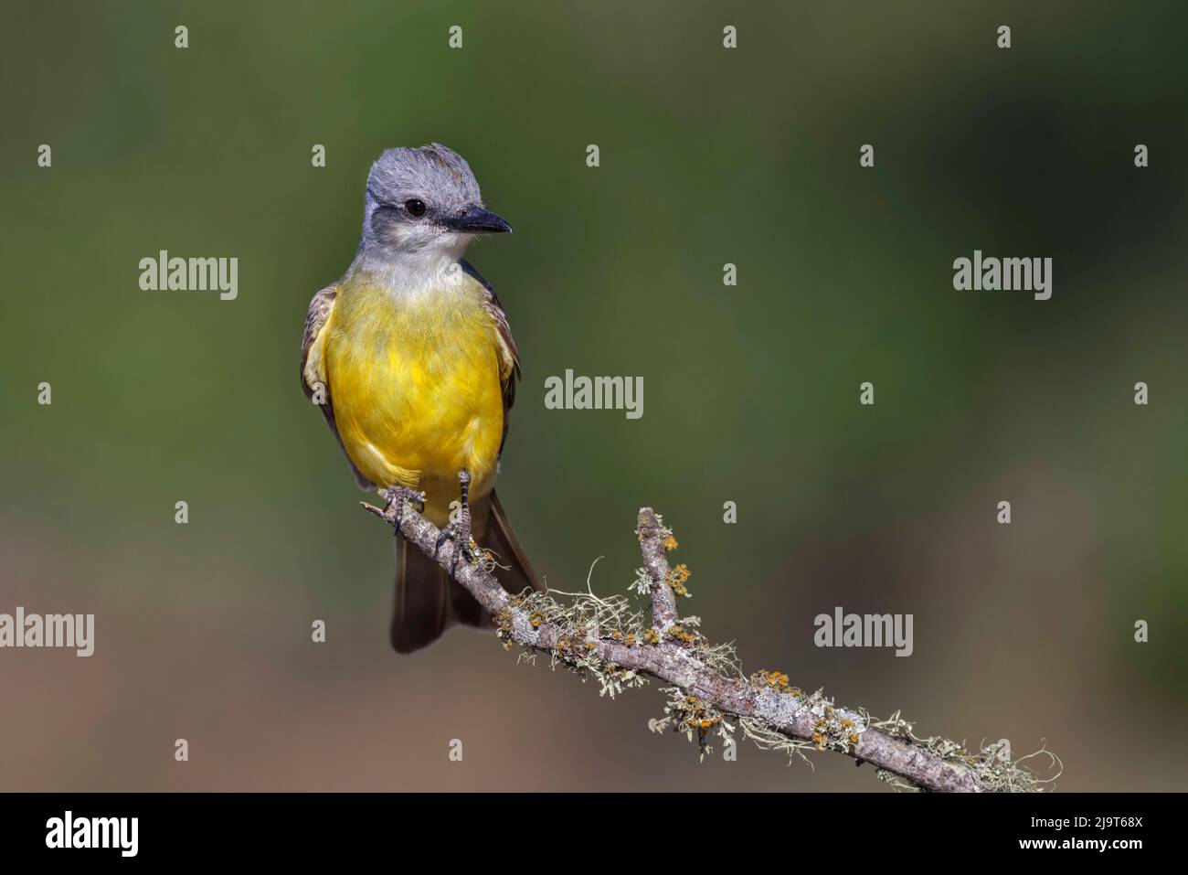 Couch's Kingbird. Rio Grande Valley, Texas Stock Photo - Alamy
