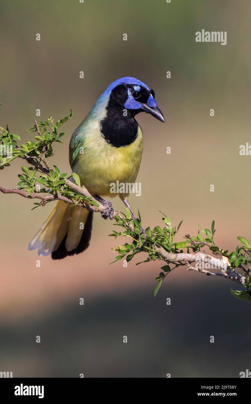 Green jay. Rio Grande Valley, Texas Stock Photo - Alamy