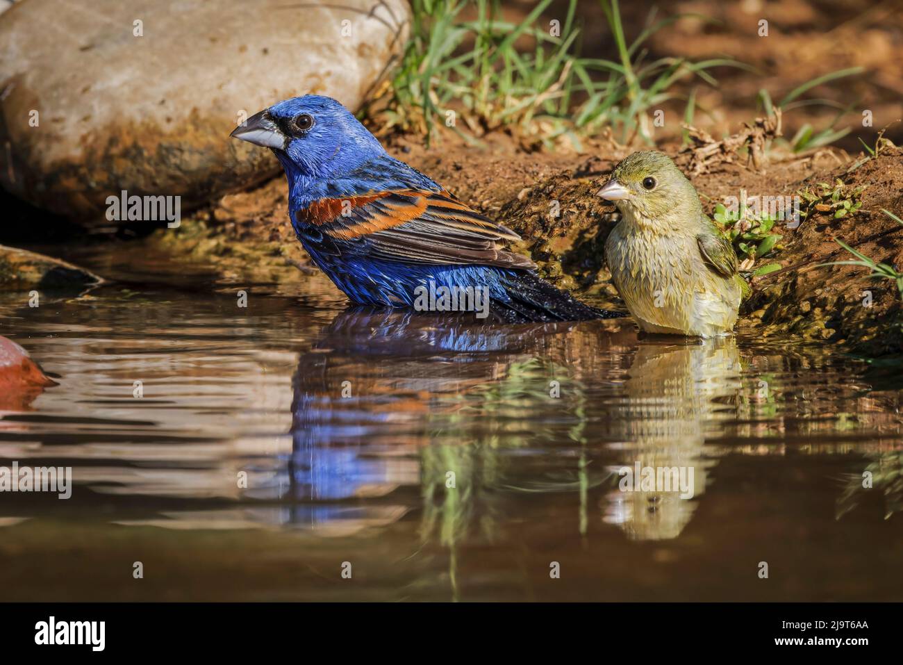 Male blue grosbeak bathing in small pond alongside female Painted ...