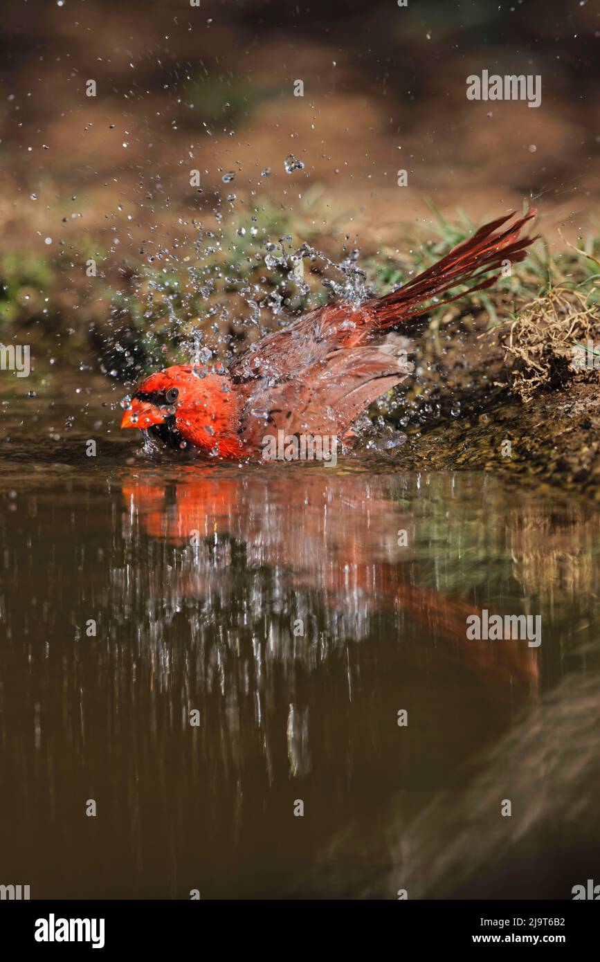 Male Northern Cardinal bathing in small desert pond, Rio Grande Valley ...