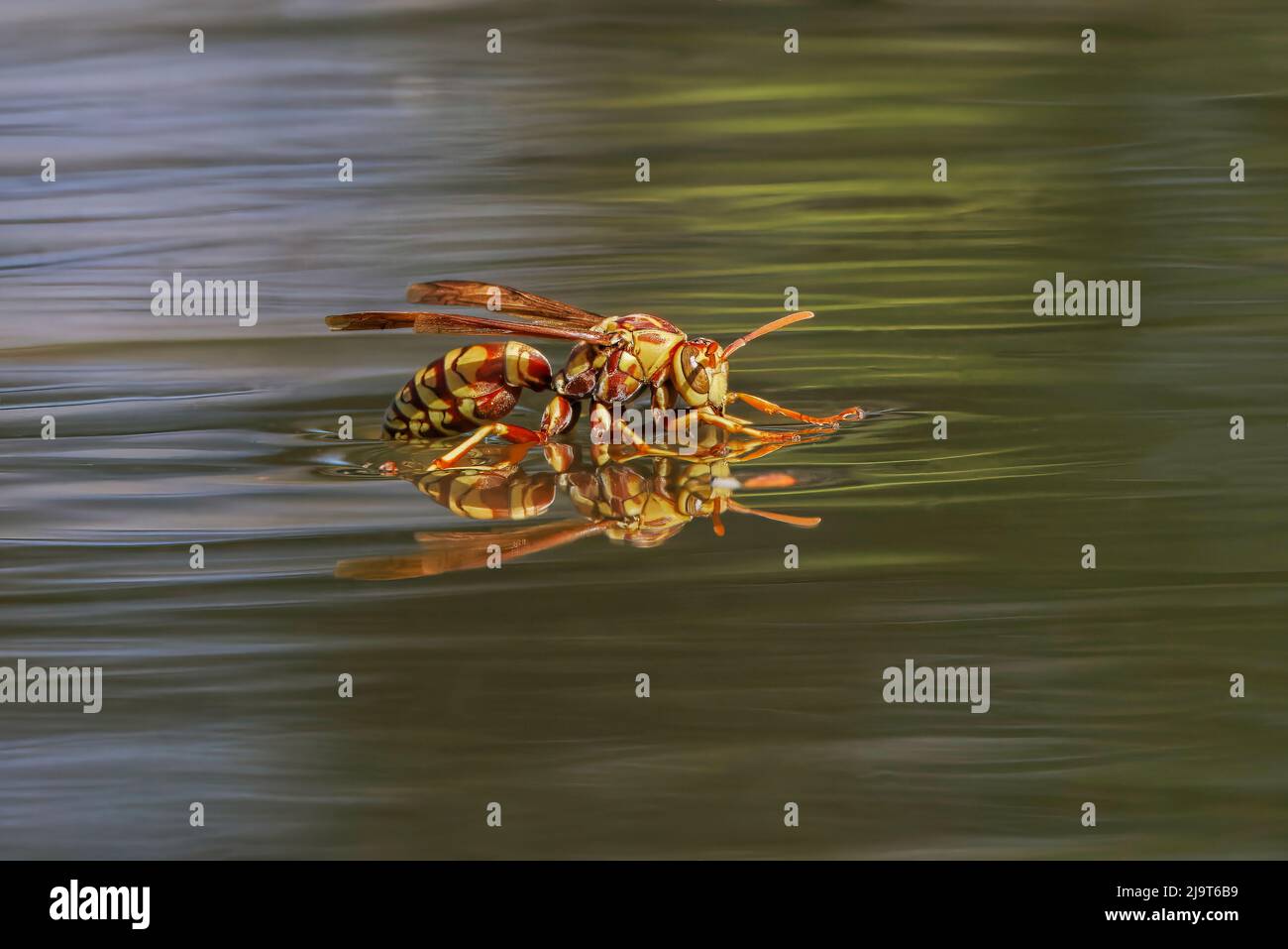 Paper wasp drinking water from surface of pond, Rio Grande Valley ...