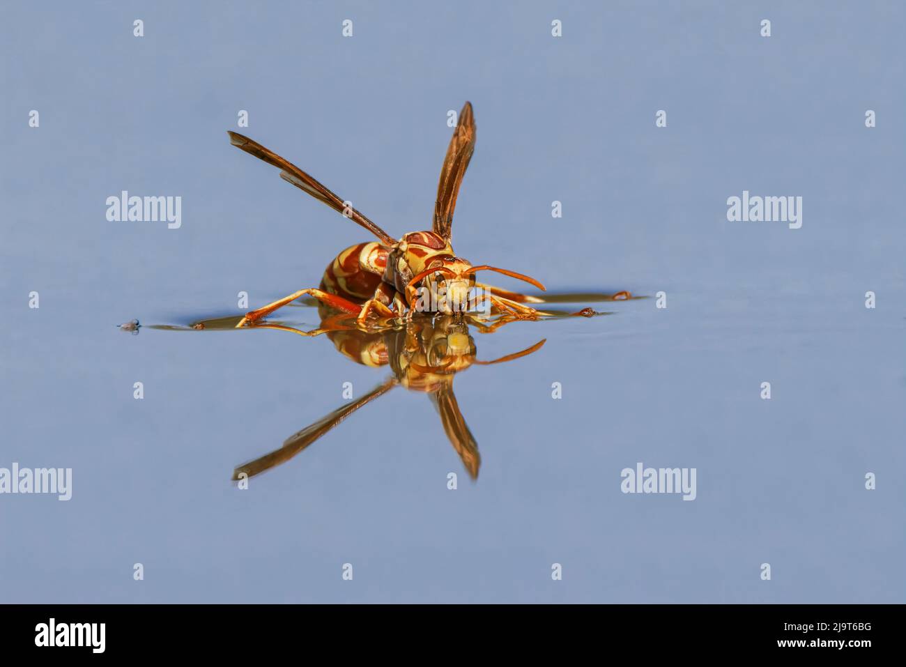 Paper wasp drinking water from surface of pond, Rio Grande Valley ...