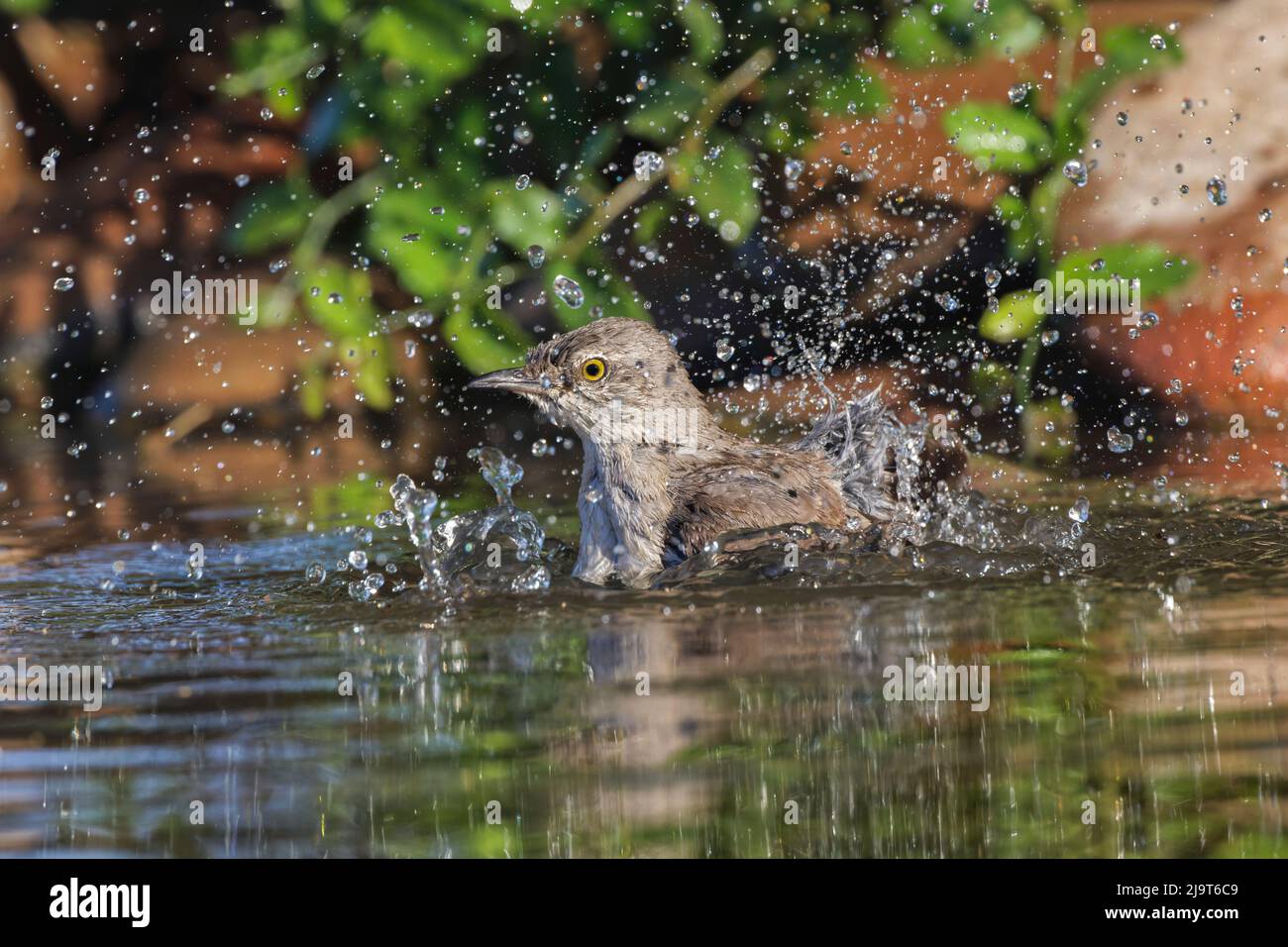 Northern mockingbird bathing and splashing. Rio Grande Valley, Texas ...