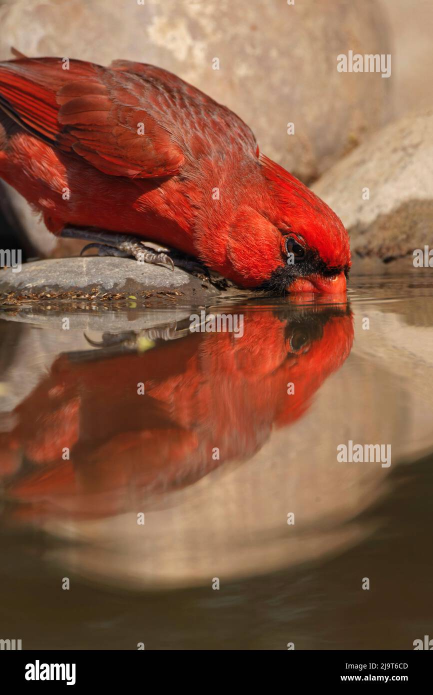 Northern cardinal drinking water hi-res stock photography and images ...