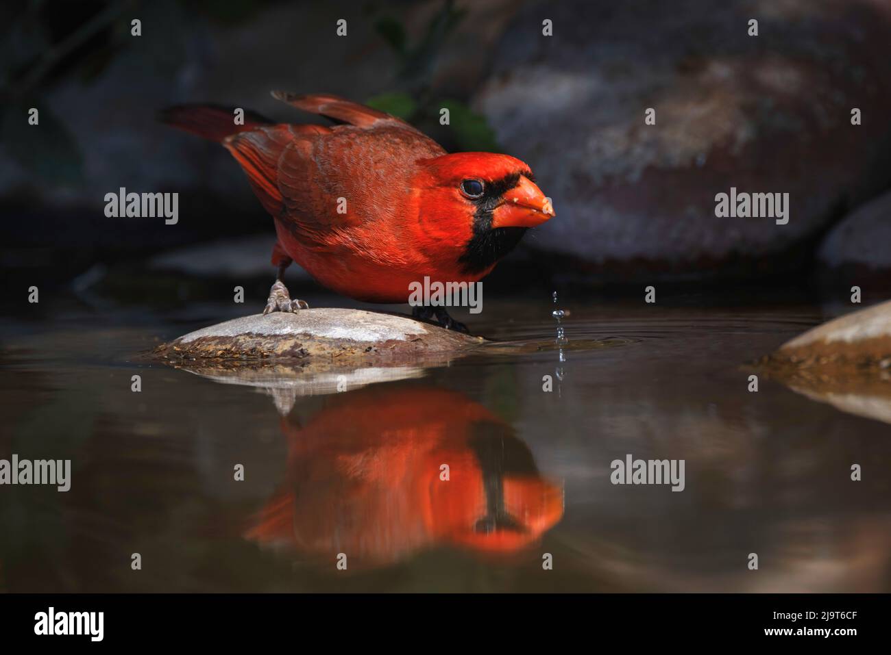 Male northern cardinal water hi-res stock photography and images - Alamy
