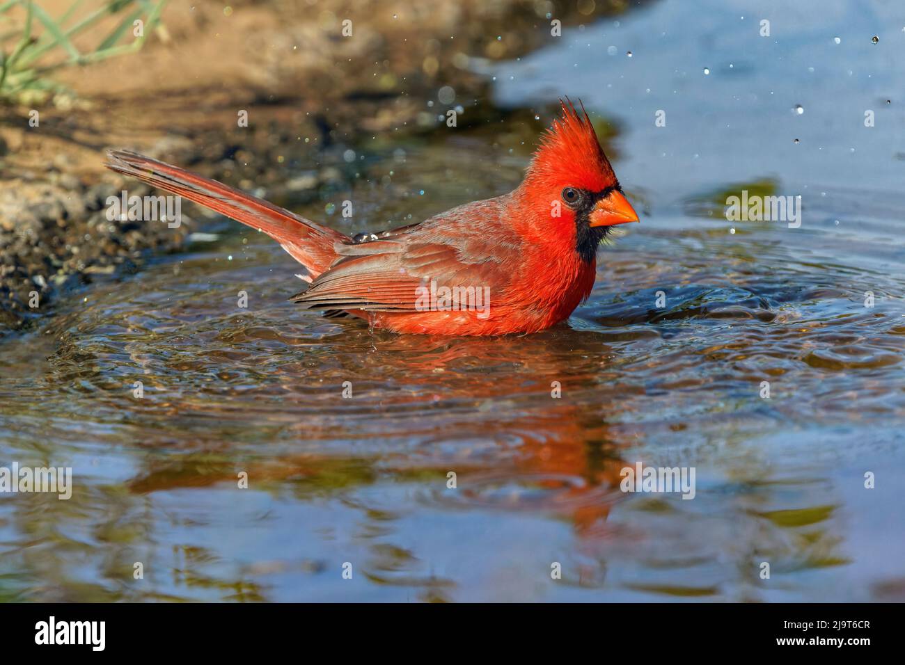 Male Northern Cardinal bathing. Rio Grande Valley, Texas Stock Photo ...