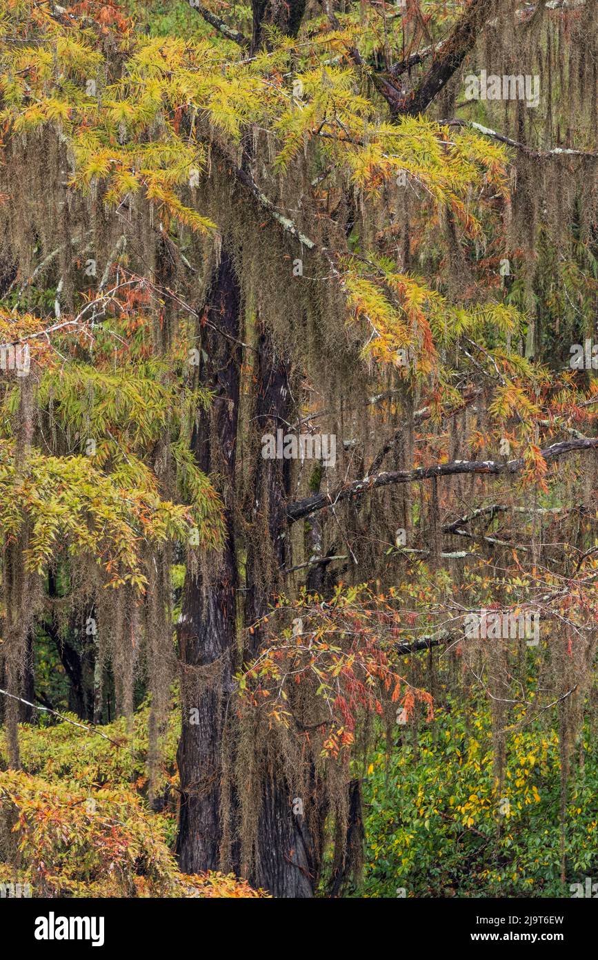Tree draped with spanish moss hi-res stock photography and images - Alamy