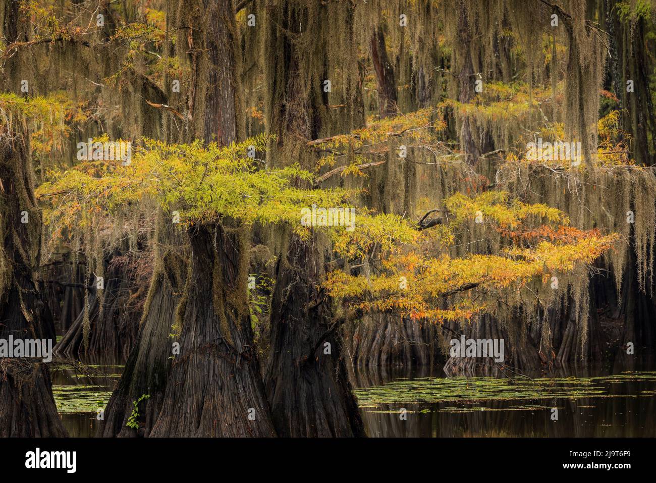 Tree draped with spanish moss hi-res stock photography and images - Alamy