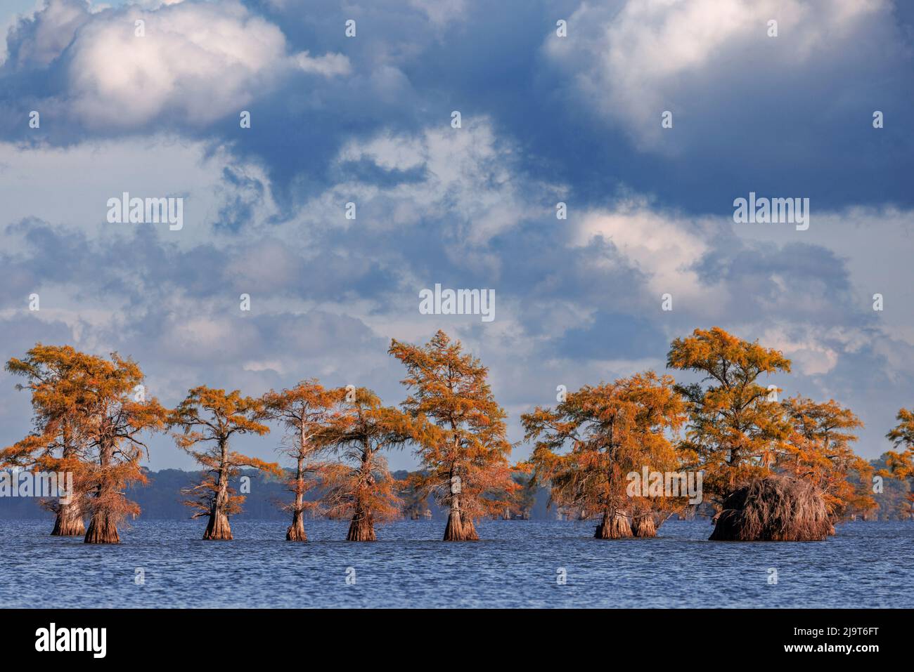 Bald cypress trees in autumn. Caddo Lake, Uncertain, Texas Stock Photo ...