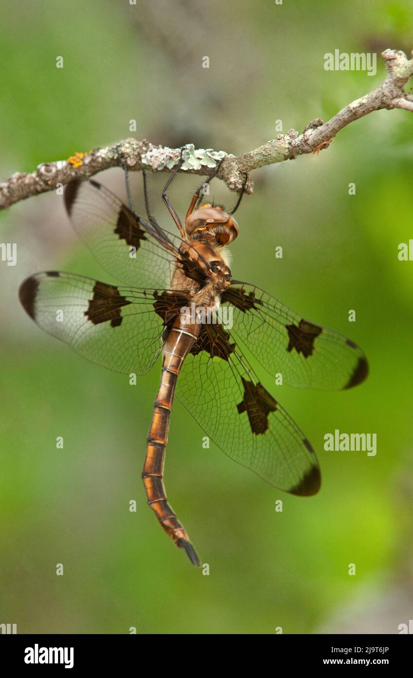 Prince of texas hi-res stock photography and images - Alamy