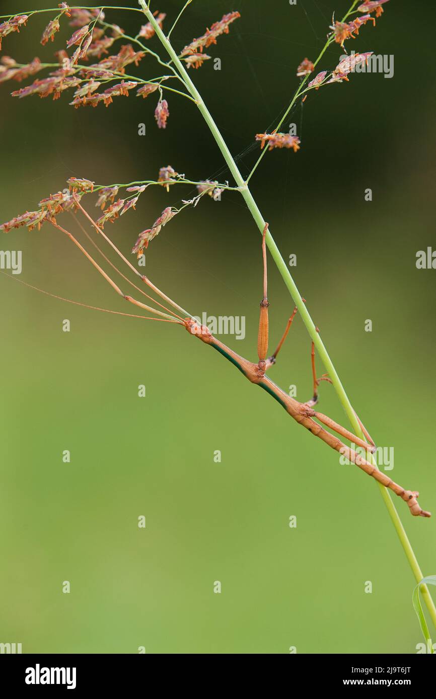USA, Texas, Austin. Male giant walking stick on a plant stem Stock ...